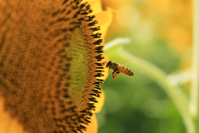 【数学IA】三角形の面積を理解しましょう！ | HIMOKURI